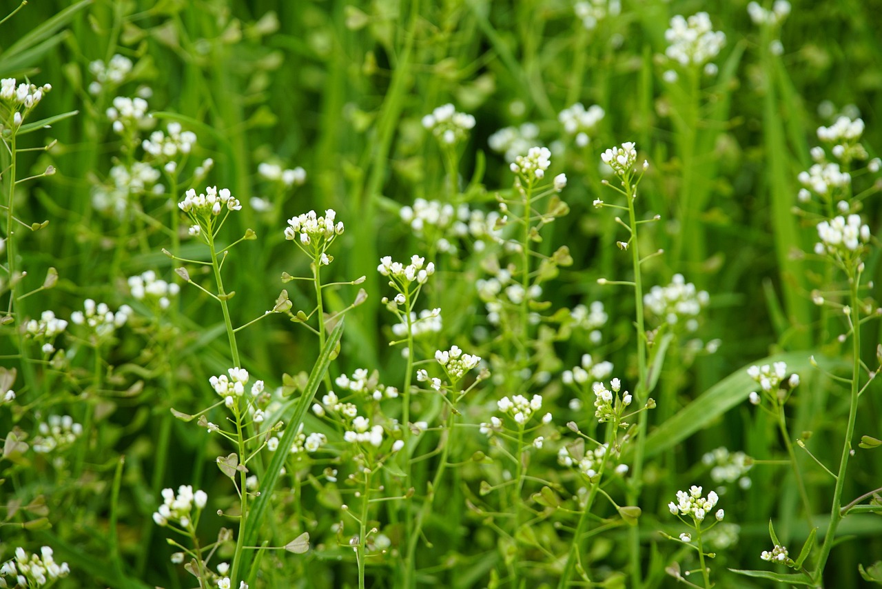 Capsella Fleurs Les Plantes Bourse - Photo gratuite sur Pixabay - Pixabay