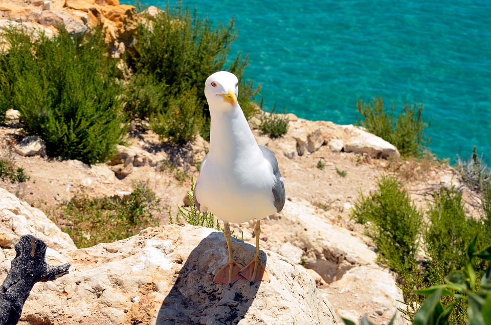 Seagull Bird Sea - Free photo on Pixabay