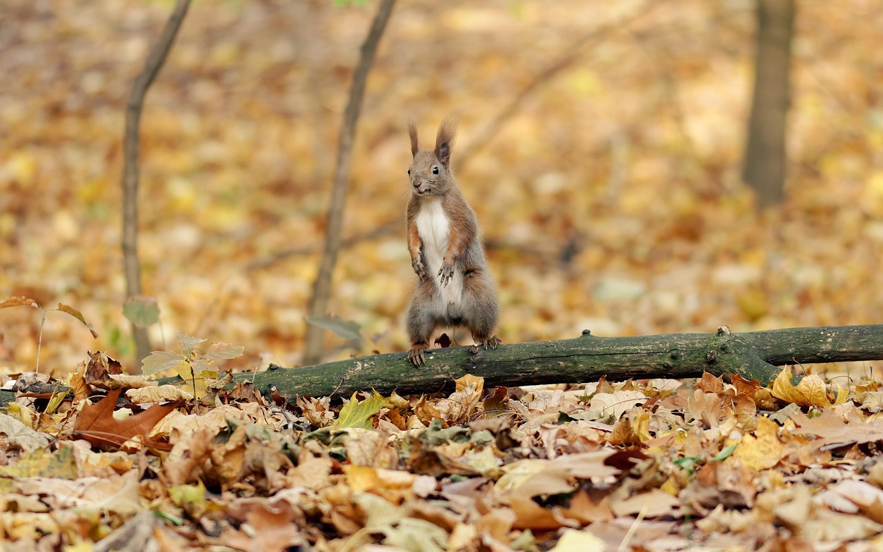 Squirrel Rodent Fall - Free photo on Pixabay - Pixabay