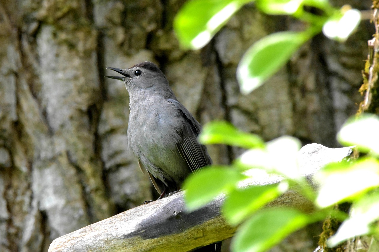 Gray Catbird Bird Branch - Free photo on Pixabay