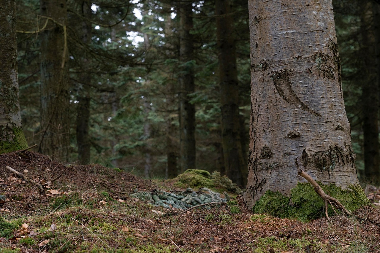 Tree Trunk Forest - Free photo on Pixabay