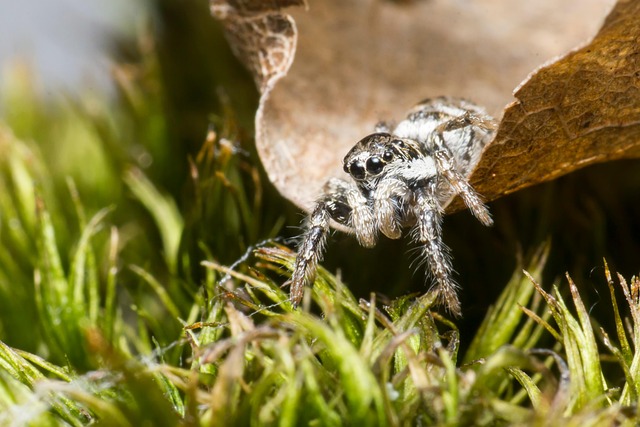 Spider Zebra Jumping - Free photo on Pixabay - Pixabay
