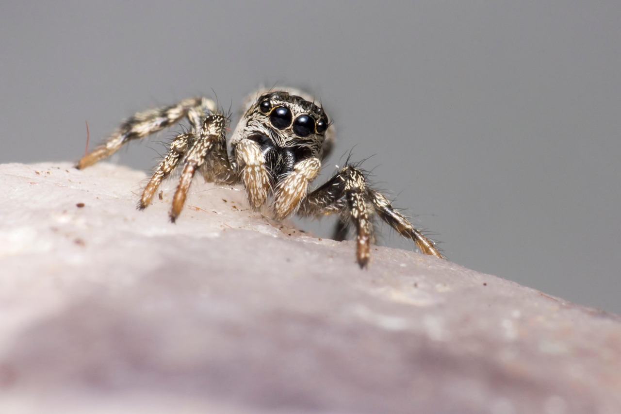 Spinne Zebraspinne Springspinnen - Kostenloses Foto auf Pixabay - Pixabay