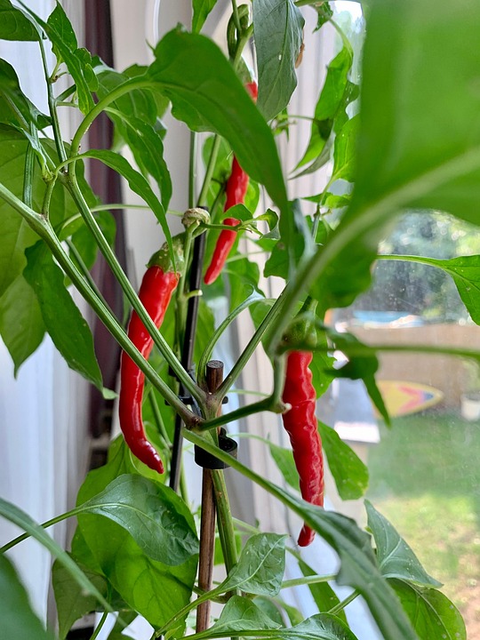 Nature Chili Spices - Free photo on Pixabay - Pixabay