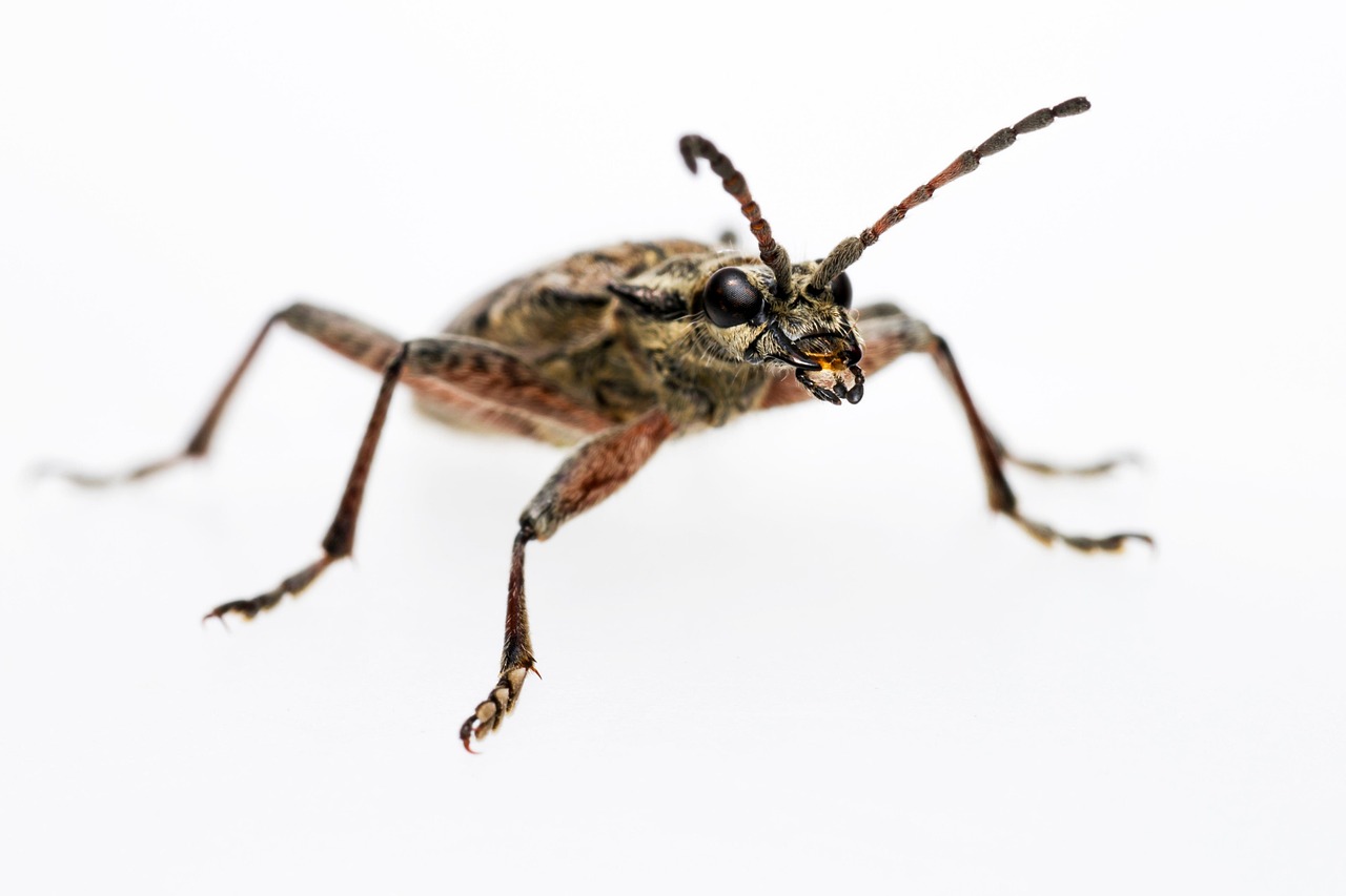Beetle Insect Black-Spotted - Free photo on Pixabay - Pixabay