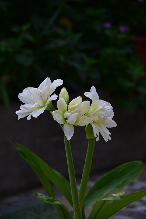 Lily Of The Valley White Flower - Free photo on Pixabay - Pixabay