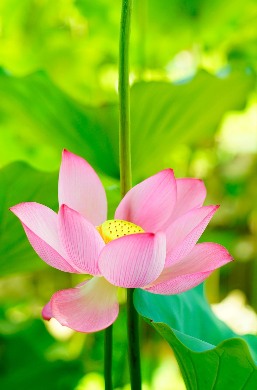 Free Lotus Flower Pink Elegant Lotus Flower Pink Petals Natural Pond