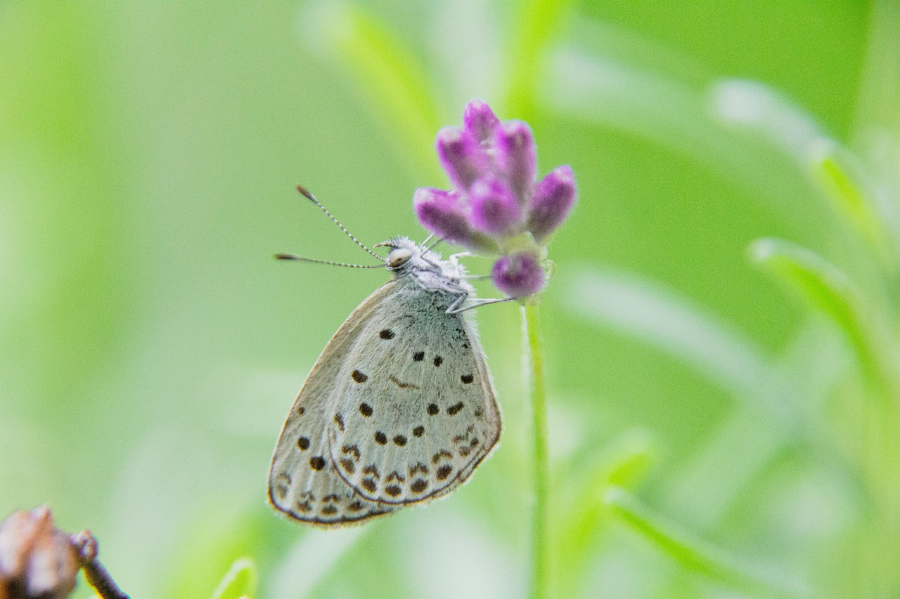 Papillon Fleur Féconder - Photo gratuite sur Pixabay - Pixabay