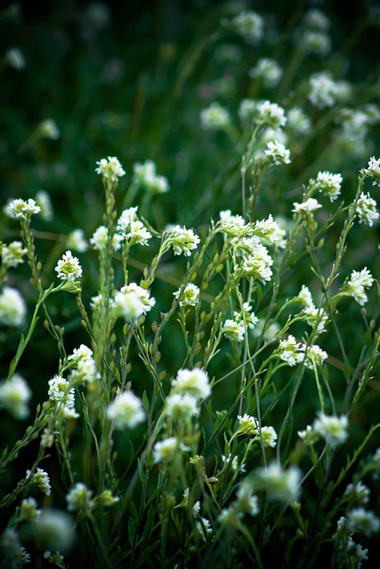 Kukat Valkoiset Luonnonkukat - Ilmainen valokuva Pixabayssa - Pixabay