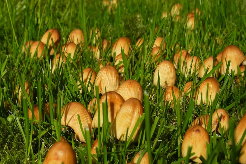 Mushrooms Meadow Grass Free Photo On Pixabay Pixabay