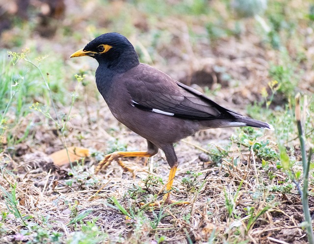 인도 미나 Myna 새 - Pixabay의 무료 사진 - Pixabay 인도 미나 Myna 새 - Pixabay의 무료 사진 - Pixabay