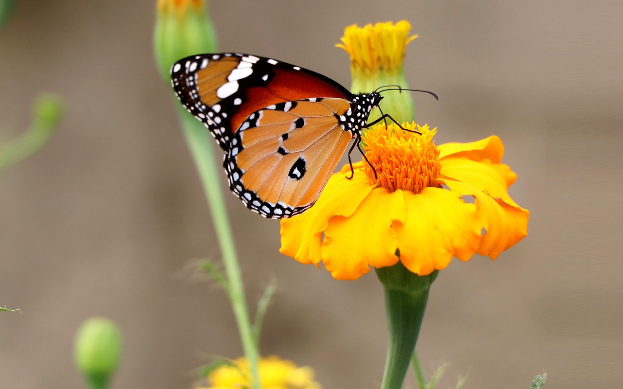 Butterfly Flower Pollen - Free photo on Pixabay - Pixabay