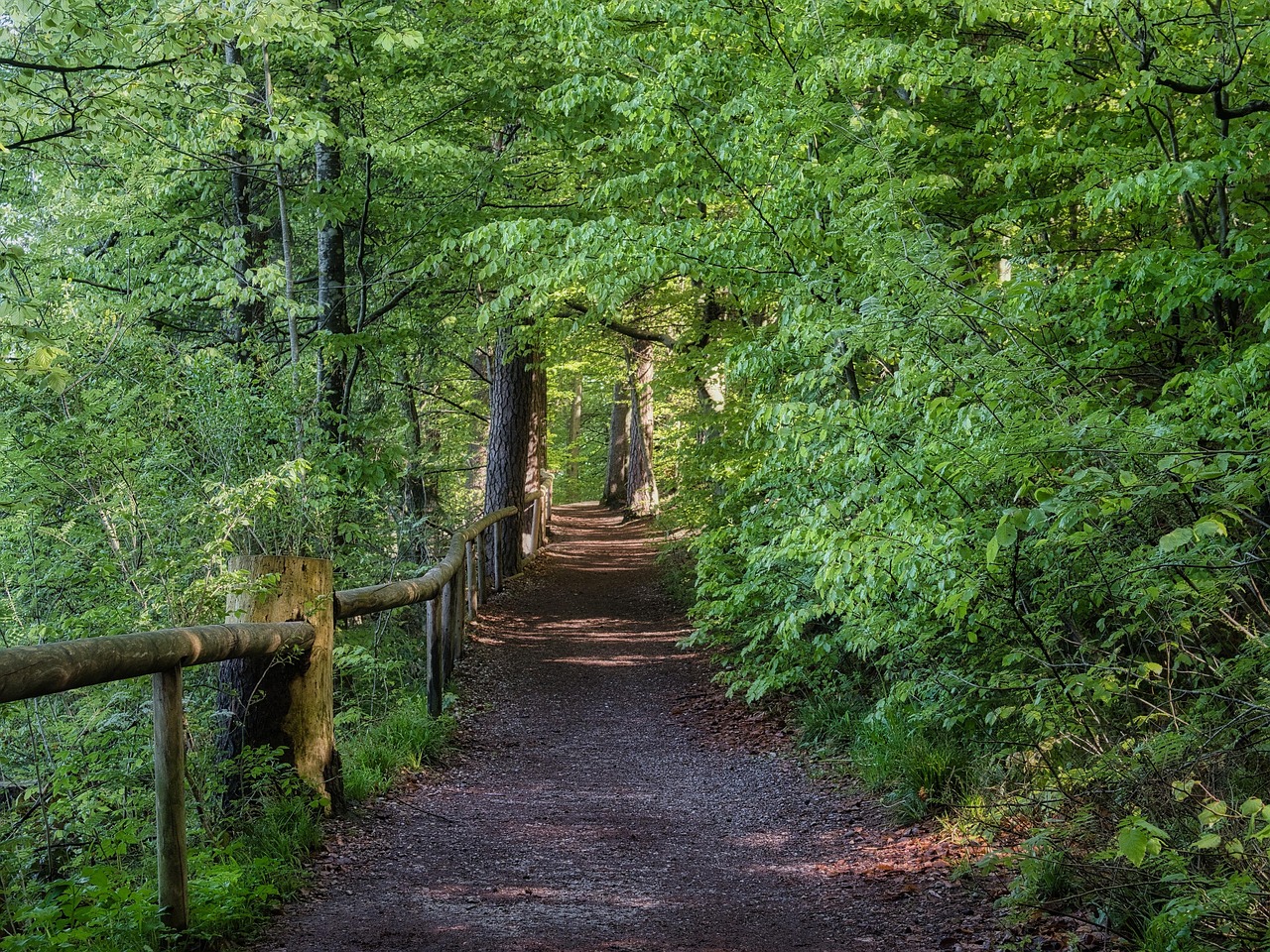 Spring Forest Path - Free photo on Pixabay
