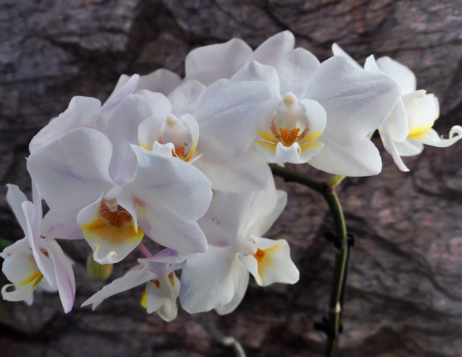Orchids White Flowers - Free photo on Pixabay