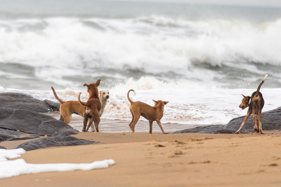 Dogs Playing Beach Playful - Free photo on Pixabay - Pixabay