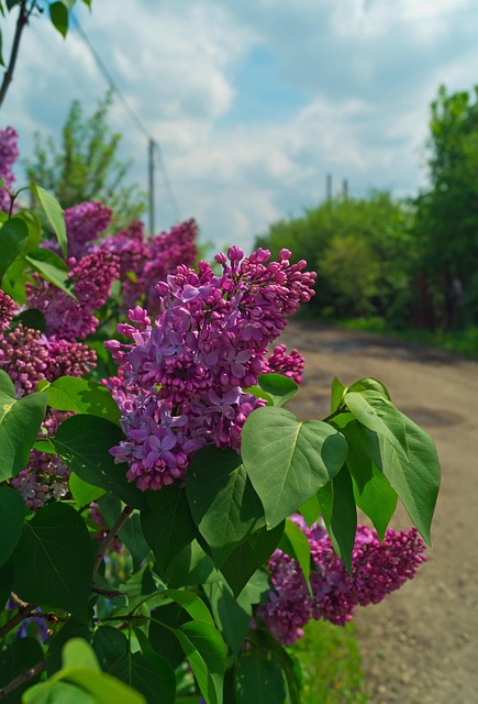 Le Printemps Floraison Lilas - Photo gratuite sur Pixabay - Pixabay