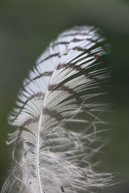 La Plume Macro Nature - Photo gratuite sur Pixabay - Pixabay