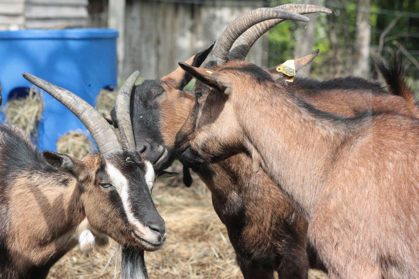 goatwriter - Pixabay
