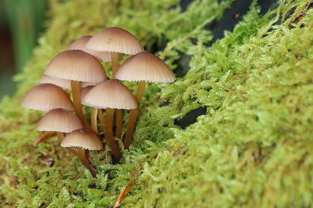 Champignons Nature Sauvage - Photo gratuite sur Pixabay - Pixabay