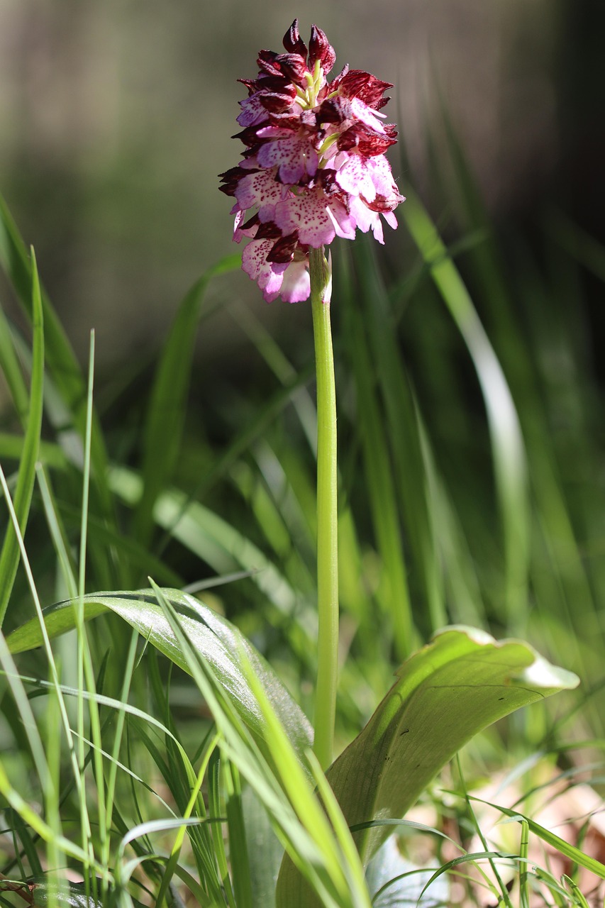 8,000+ Free Burnt Orchid & Orchid Images - Pixabay