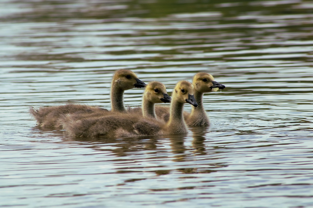 Goslings Baby Geese - Free photo on Pixabay