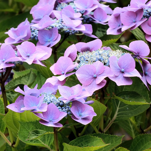 Hydrangea Biru Bunga - Foto gratis di Pixabay - Pixabay