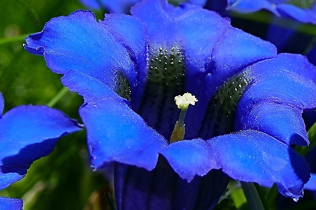 Genciana Azul Flor - Foto gratuita no Pixabay - Pixabay