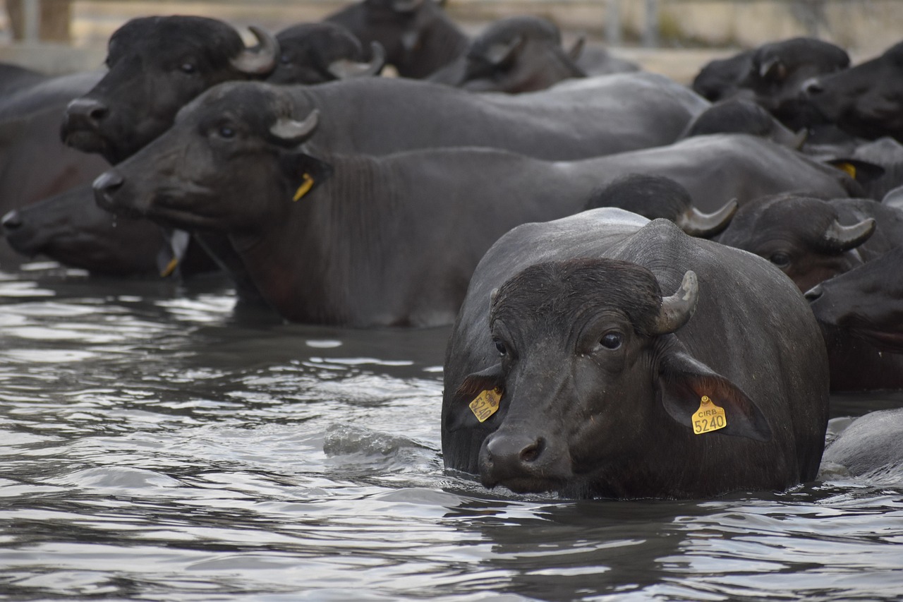 200+ Free Water Buffalo & Buffalo Images - Pixabay