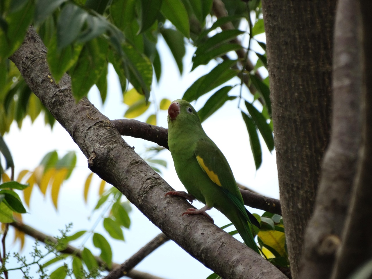 Maritaca Oiseau Birdie - Photo gratuite sur Pixabay - Pixabay