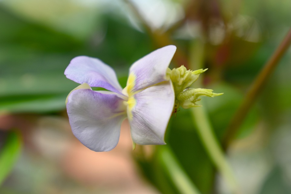 Bunga Mekar Hijau - Photo gratuite sur Pixabay - Pixabay