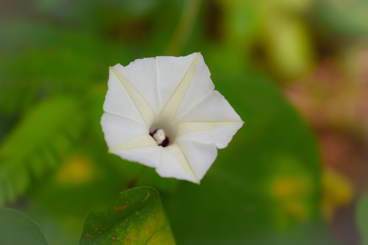 Bunga Mekar Natural - Foto gratuita no Pixabay - Pixabay