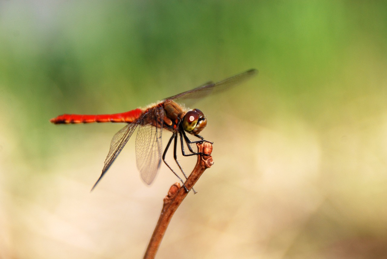 Dragonfly Insect Wings - Free photo on Pixabay - Pixabay