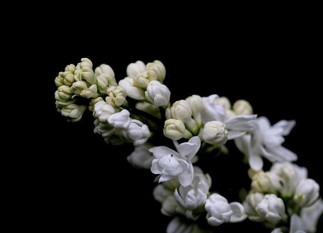 Lilas Fleurit Floraison Le - Photo gratuite sur Pixabay - Pixabay