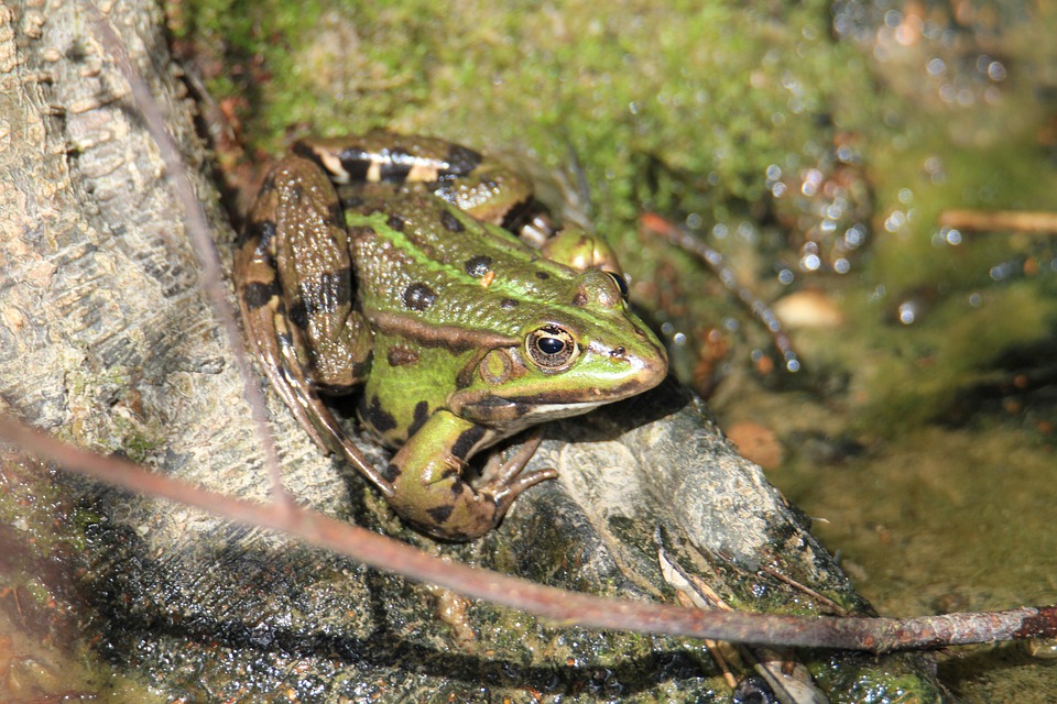 Animal Frog Toad - Free photo on Pixabay - Pixabay