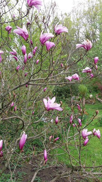 Magnolia Rose - Photo gratuite sur Pixabay - Pixabay