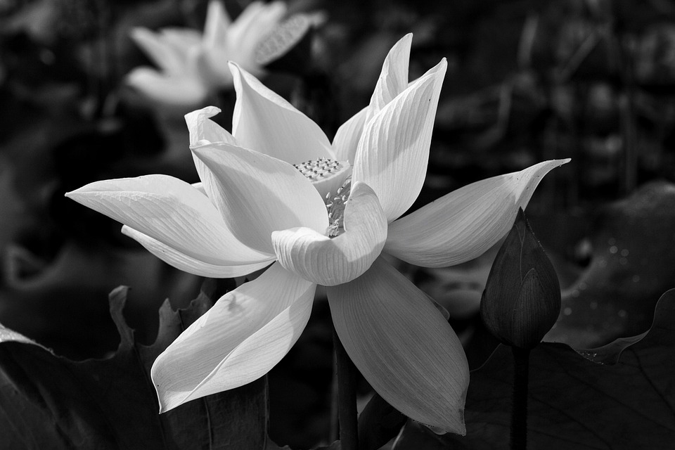 Lotus Flower - Free photo on Pixabay