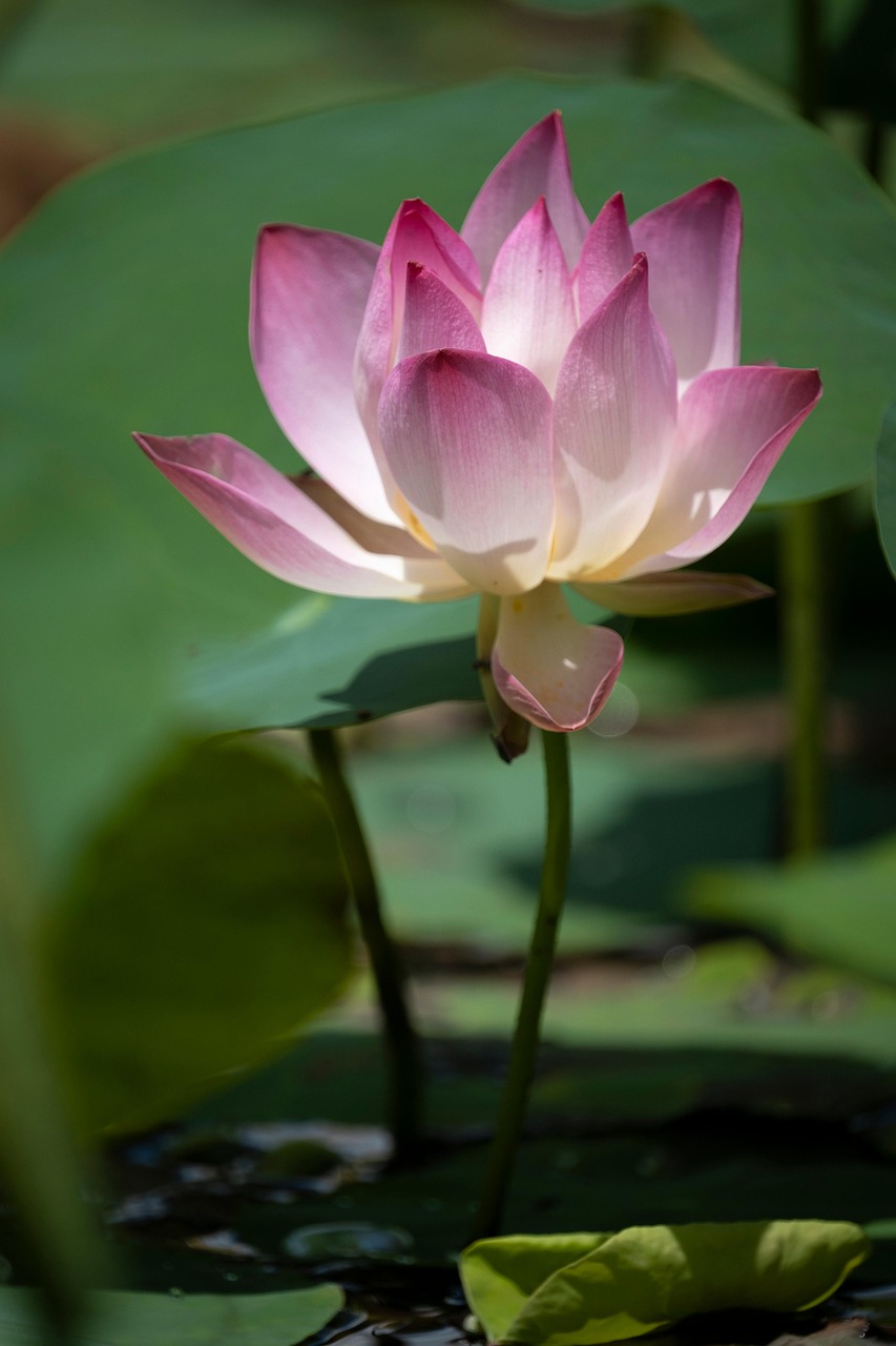 Lotus Flower Pink - Free photo on Pixabay