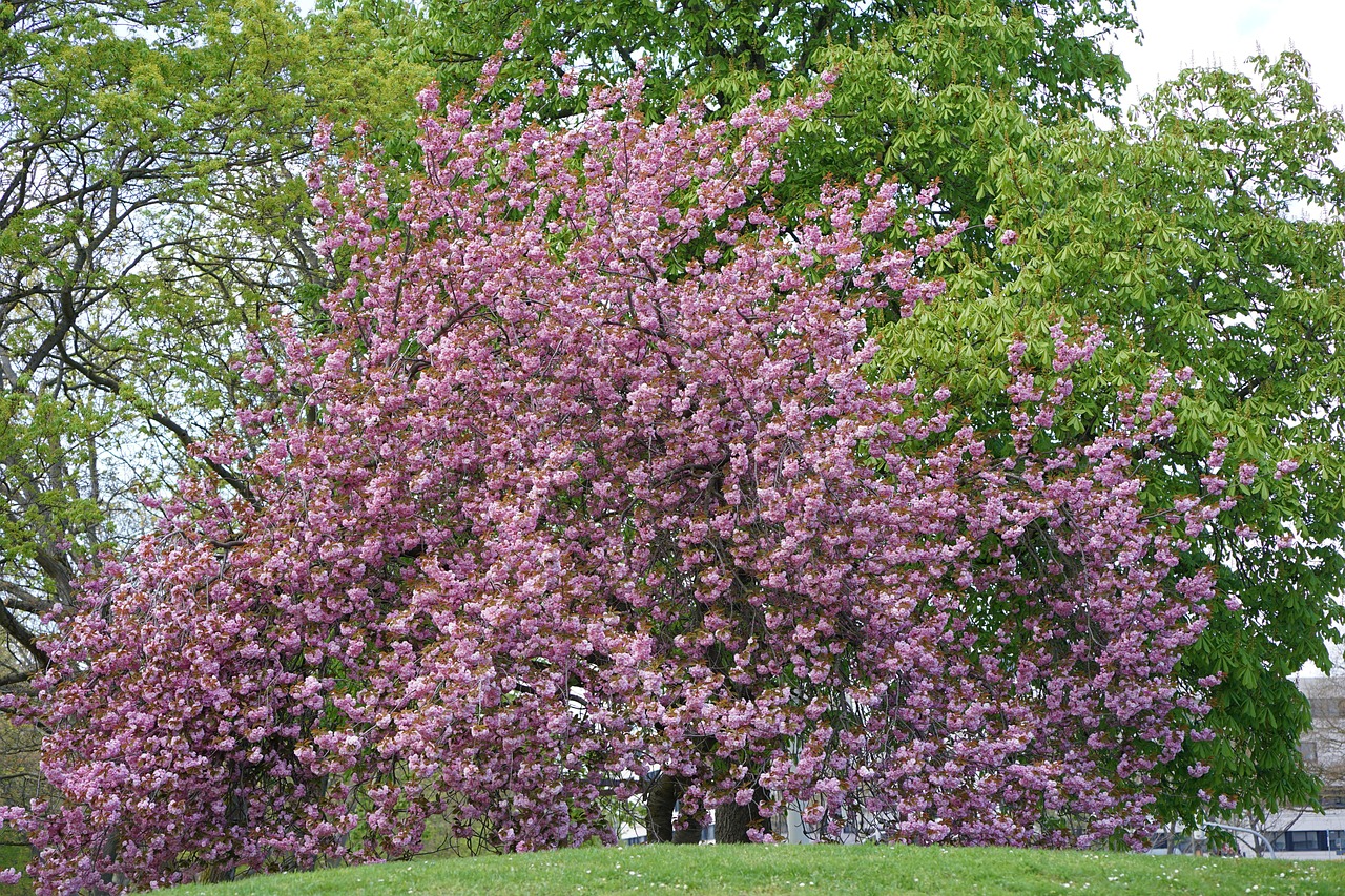 Flor De Cereza Árbol Primavera - Foto gratis en Pixabay - Pixabay