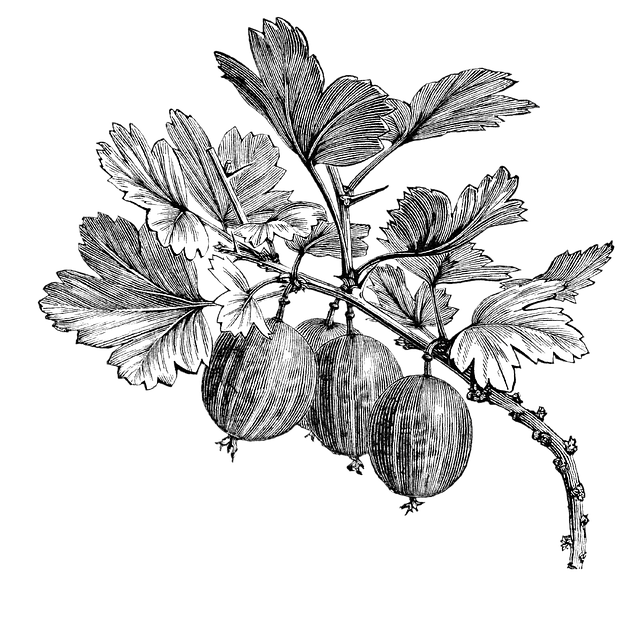 European Gooseberry - Free image on Pixabay