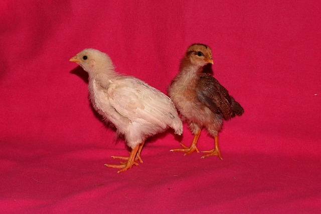 Polluelo Joven Animales Aves De - Foto gratis en Pixabay - Pixabay
