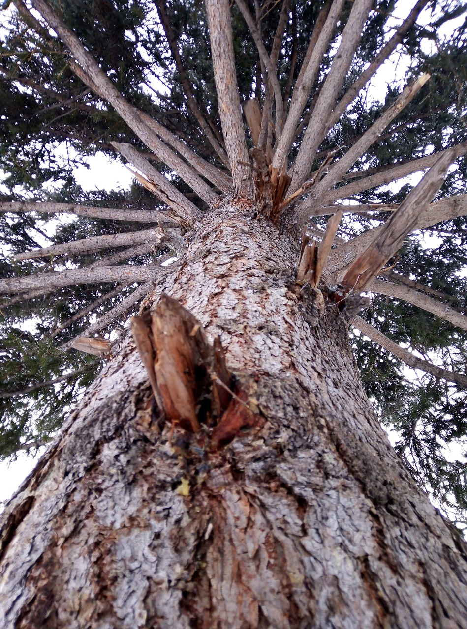 Tree Branches - Free photo on Pixabay - Pixabay