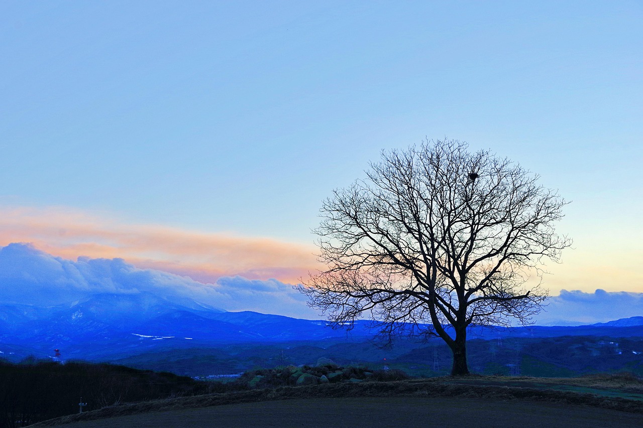 Tree Mountains Sunrise - Free photo on Pixabay