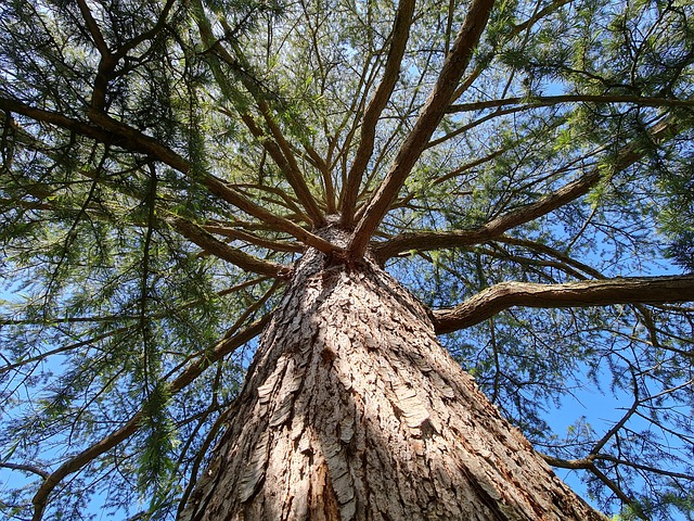 Tree Coniferous Cedar - Free photo on Pixabay - Pixabay