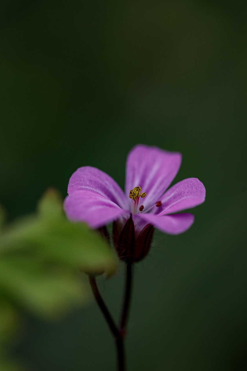 Spring Flower Nature - Free photo on Pixabay