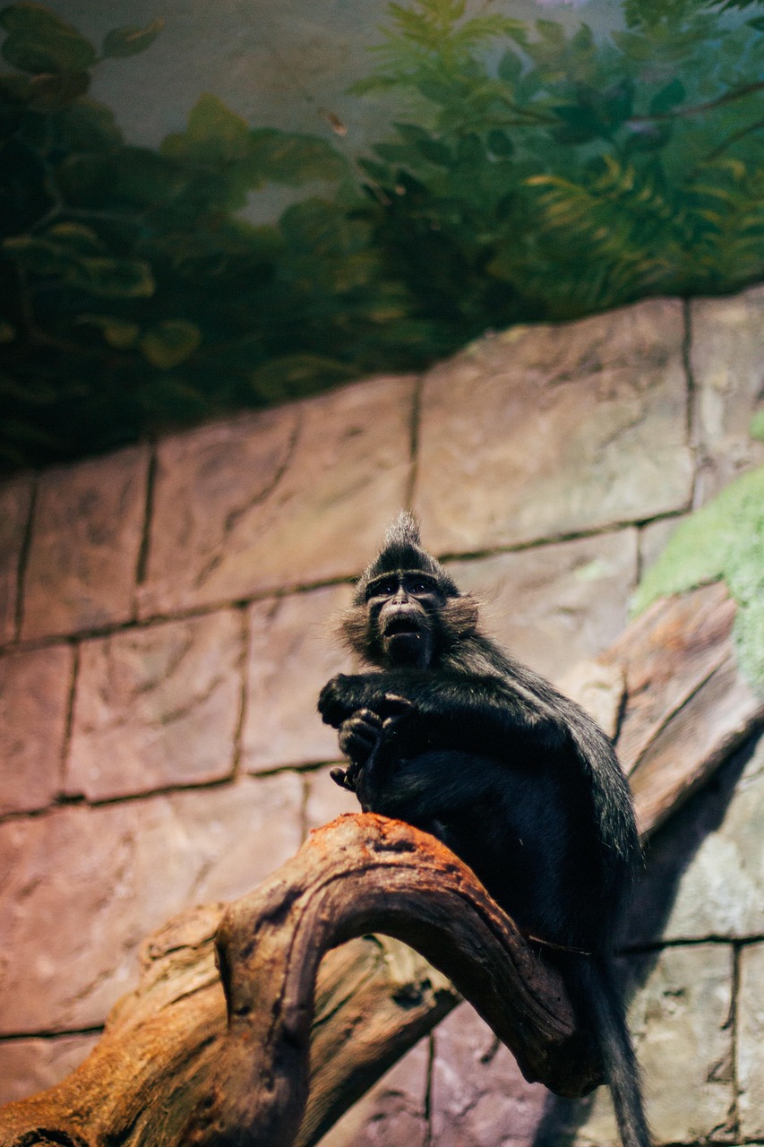 Monkey Zoo Gorilla - Free photo on Pixabay - Pixabay
