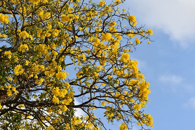 Poui Arbre Fleur Jaune - Photo gratuite sur Pixabay - Pixabay