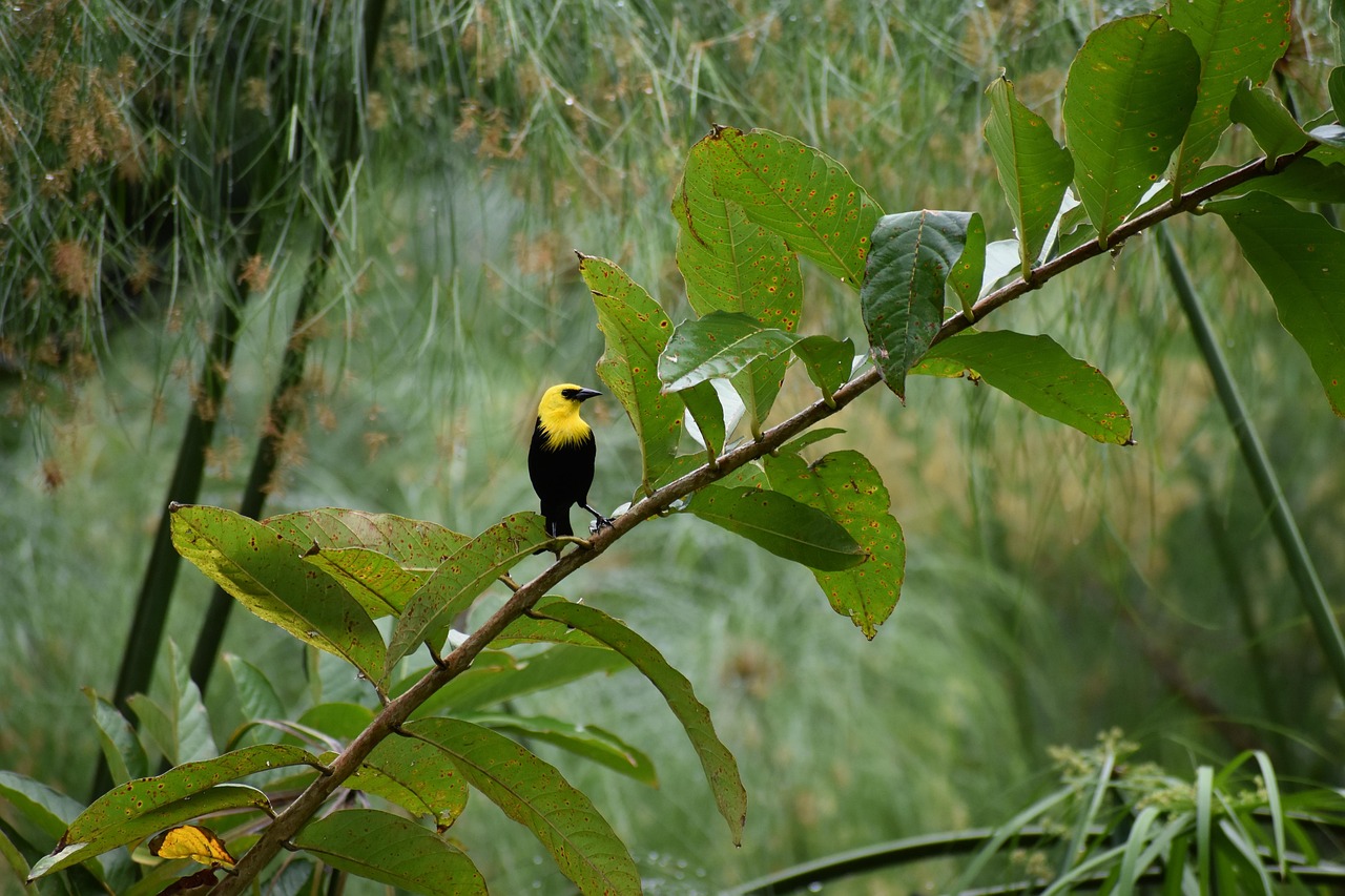 Merle À Capuche Jaune Oiseau - Photo gratuite sur Pixabay - Pixabay