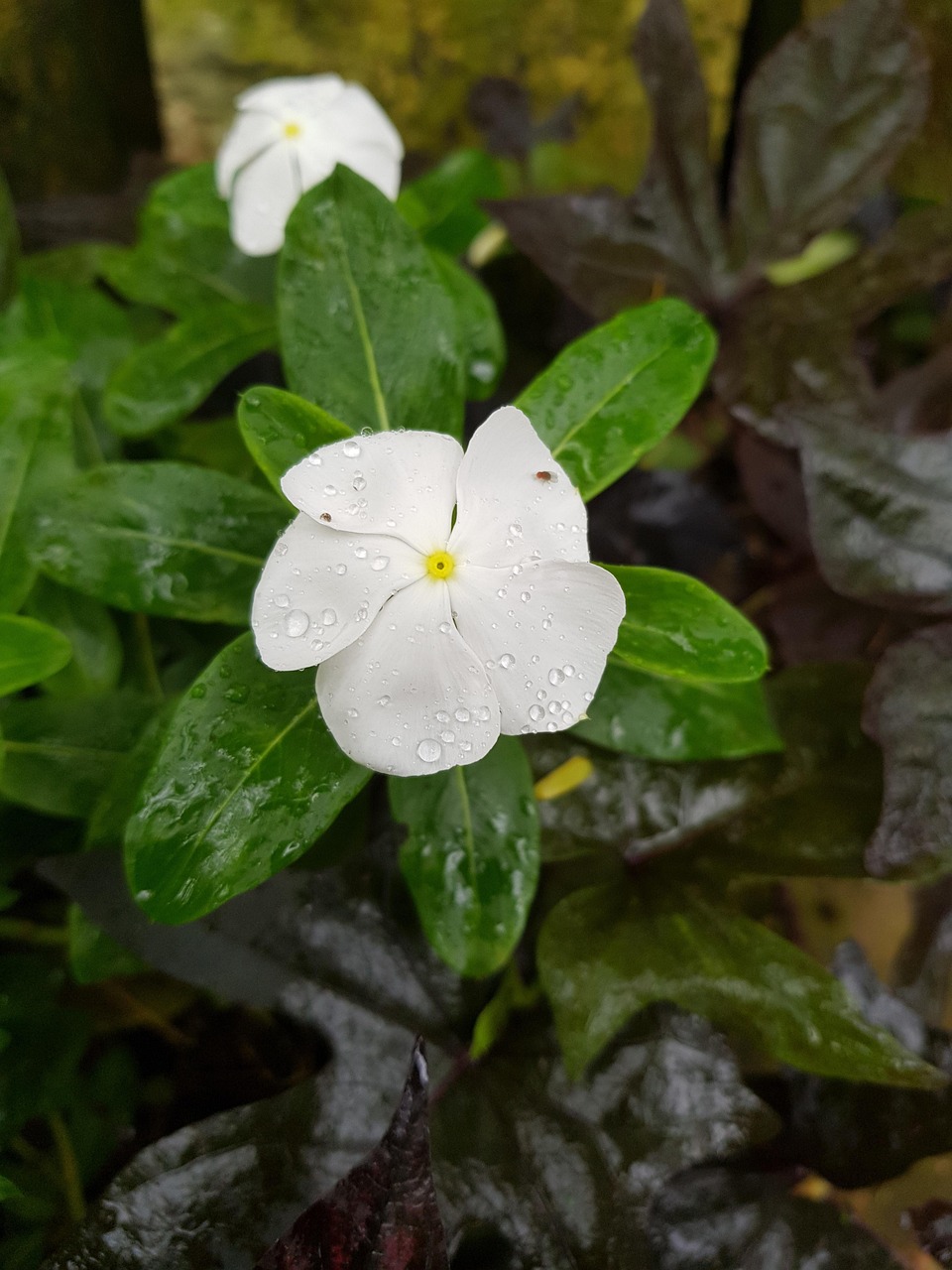 Flor Branco Verde - Foto gratuita no Pixabay - Pixabay