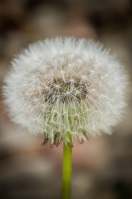 Dandelion Tanaman - Foto gratis di Pixabay - Pixabay