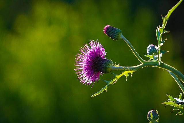 Chardon Fleurs Sauvages Fleur - Photo gratuite sur Pixabay